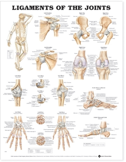Ligaments Of The Joints Anatomical Chart af | Bog & idé