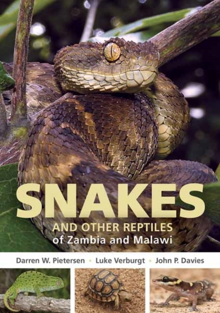 Field Guide to Snakes and Other Reptiles of Zambia and Malaw af Darren ...