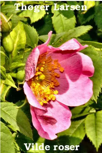 Vilde roser af Thøger Larsen | Bog & idé